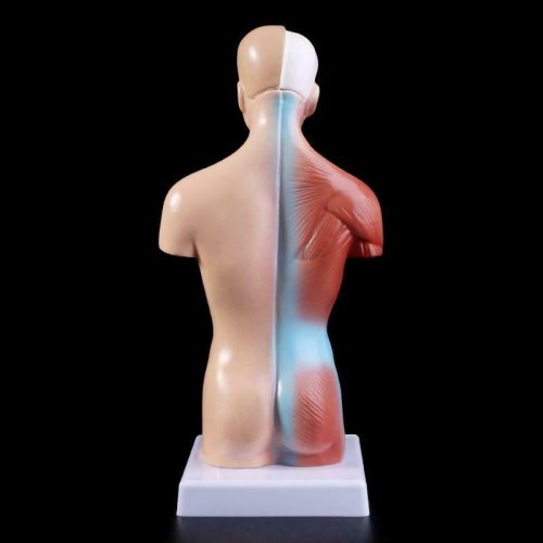 Human Torso Image 2 - Switched on kids