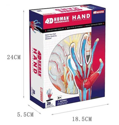 Hand Anatomy Model for Science Learning - Switched on kids