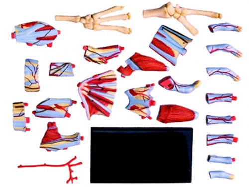 Hand Anatomy Model for Science Learning - Switched on kids