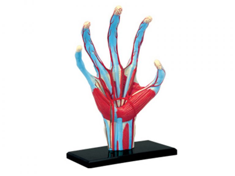 Hand Anatomy Model for Science Learning - Switched on kids