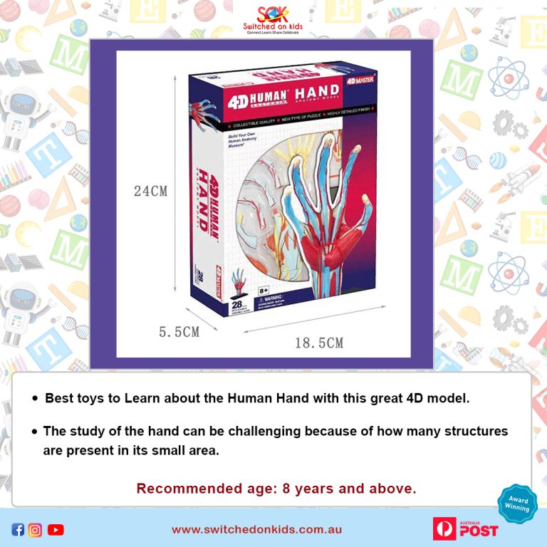 Hand Anatomy Model for Science Learning - Switched on kids
