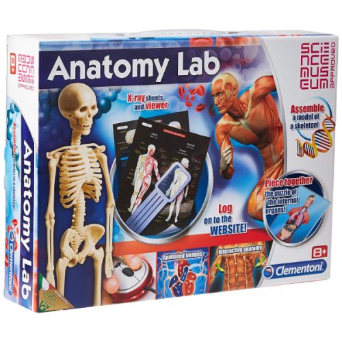 Human Anatomy Toys & Torso Anatomy Model - Switched on kids Australia