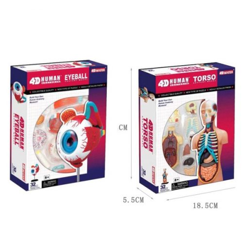 Human Torso & Eyeball Anatomy Model Kit - Switched on kids
