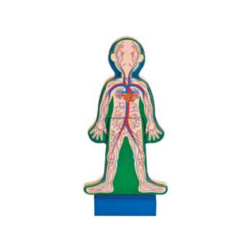 M&D - Human Body: Anatomically Correct Magnets for Learning